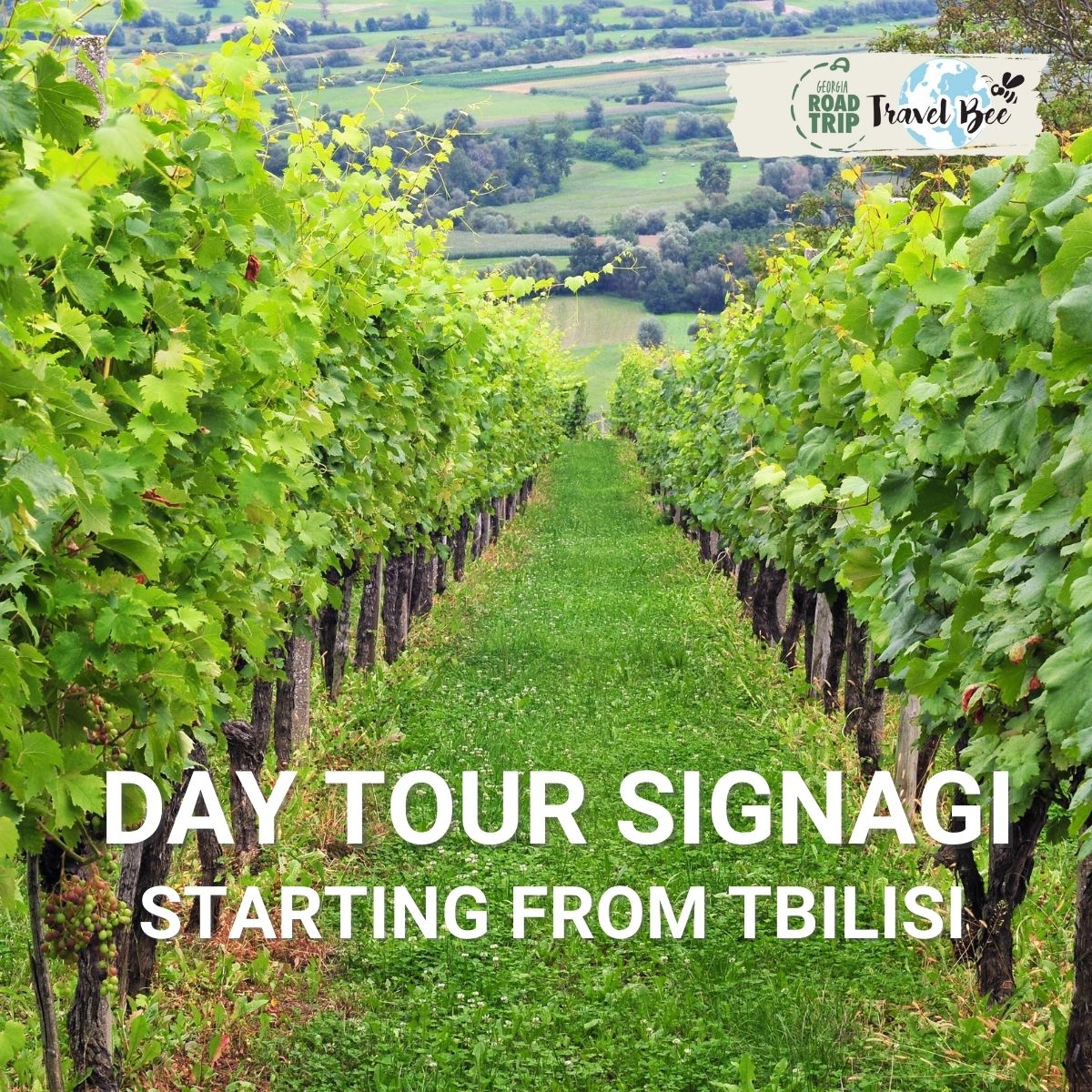 Day Trip to Signagi - Fantastic Wine Tour